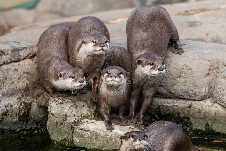 Hertfordshire Zoo | Plan your perfect day out