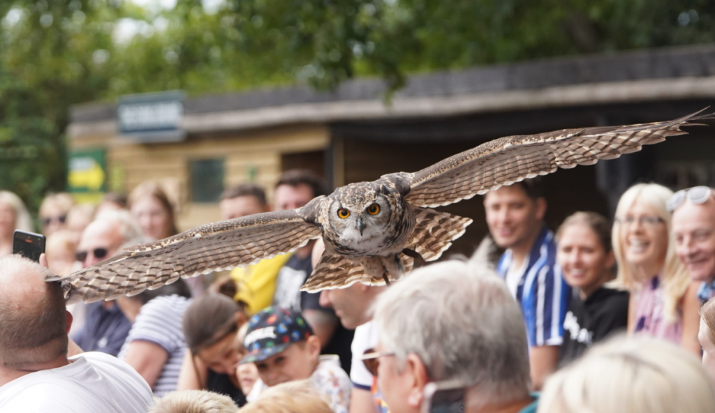 Suffolk Owl Sanctuary | Plan your perfect day out