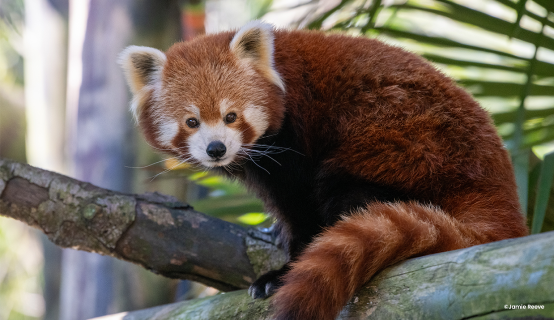 Colchester Zoo | Plan your perfect day out