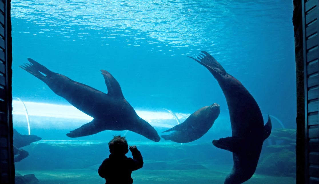 Colchester Zoo | Plan your perfect day out