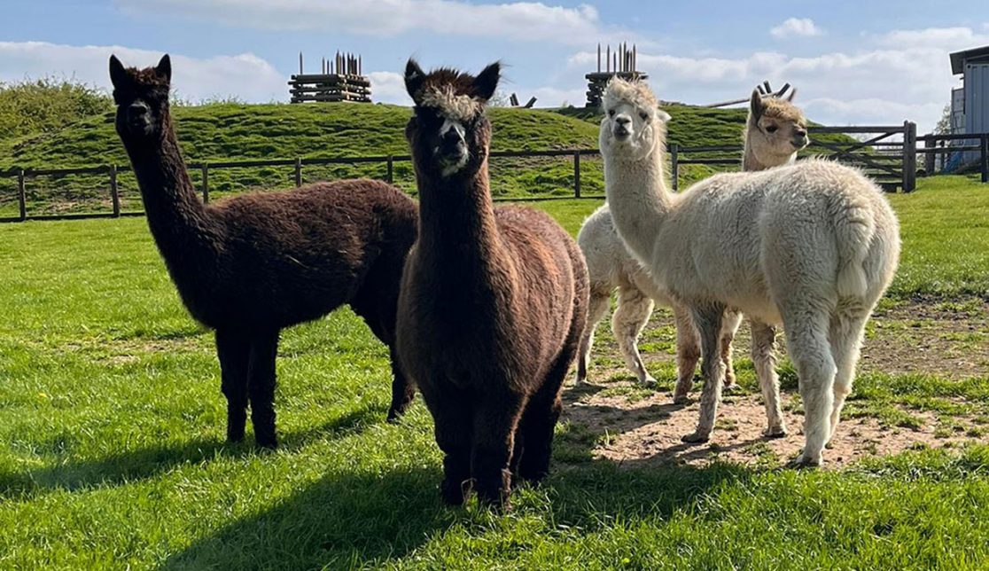 Mini Meadows Farm | Plan your perfect day out