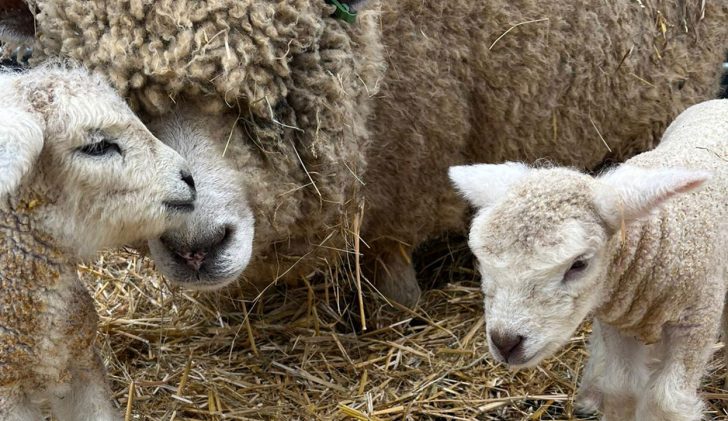 Mini Meadows Farm | Plan your perfect day out