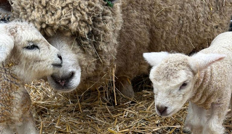 Mini Meadows Farm | Plan your perfect day out