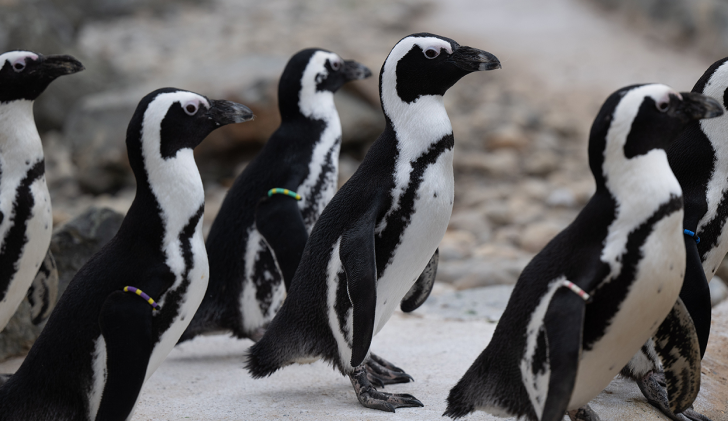 Banham Zoo | Plan your perfect day out