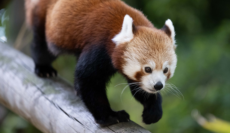 Banham Zoo | Plan your perfect day out