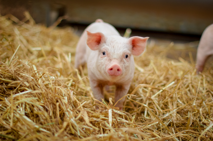 Rand Farm Park | Plan your perfect day out