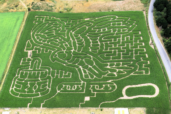 Southwold Maize Maze | Plan your perfect day out