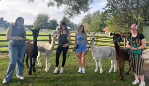 White Post Farm | Plan your perfect day out