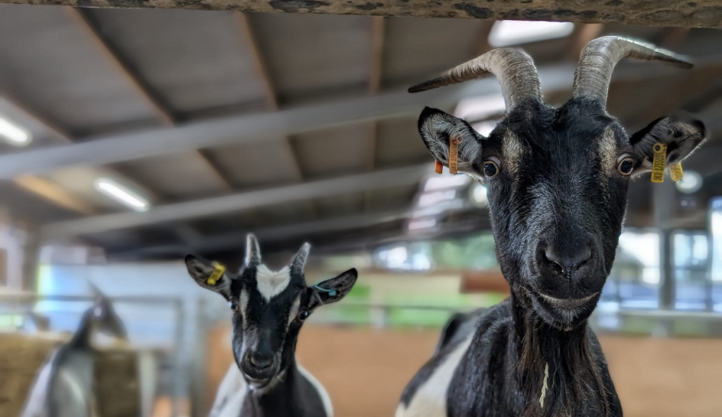 White Post Farm | Plan your perfect day out
